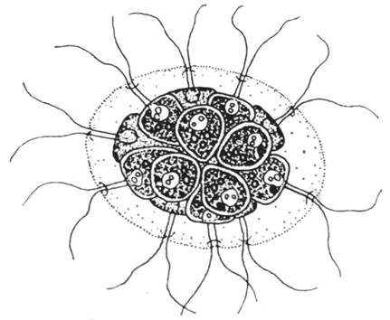 Von Chlamydomonas über Gonium bis Volvox // Meinstein.ch