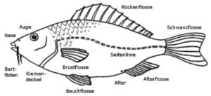 Die Fische: Aussehen, Anatomie und Physiologie